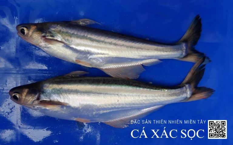 Cá Sát Sọc - Đặc Sản Sông Tiền Được Người Miền Tây Rất Yêu Thích